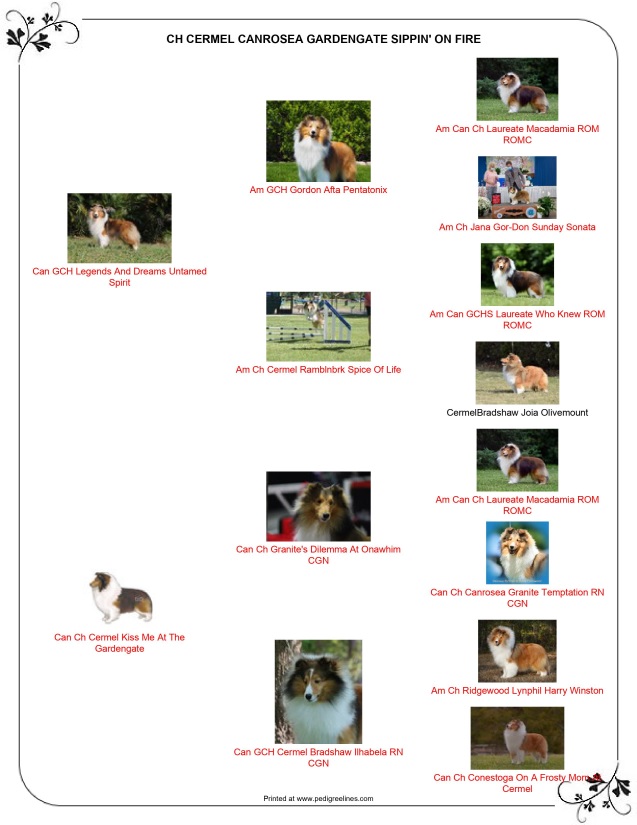 Cermel Shelties