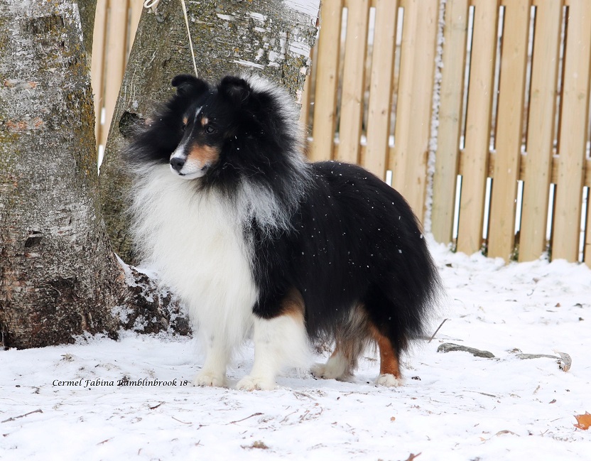 Cermel Shelties