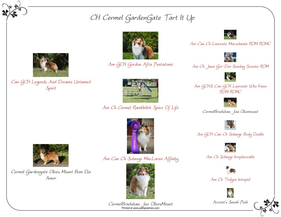 Cermel Shelties Perm Reg'd ... Breeders of Shetland Sheepdogs