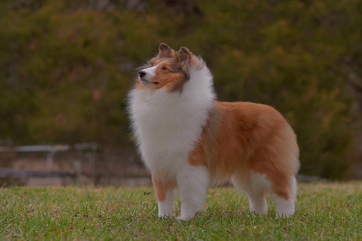 Cermel Shelties Perm Reg'd ... Breeders of Shetland Sheepdogs