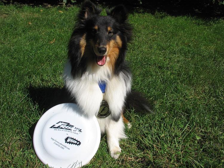 Cermel Shelties
