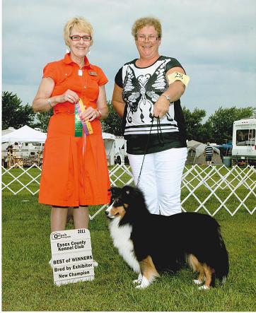 Cermel Shelties