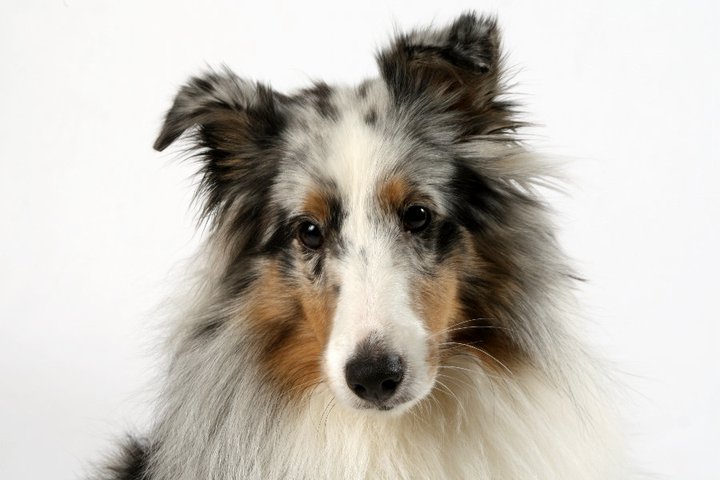 Cermel Shelties