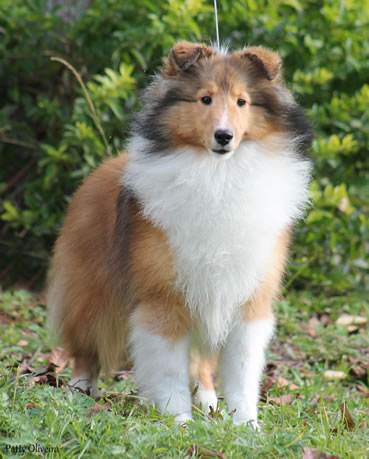 Cermel Shelties Perm Reg'd ... Breeders of Shetland Sheepdogs